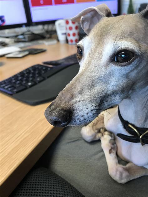 My Best Friend Comes To Work With Me Everyday Sometimes He Helps At My