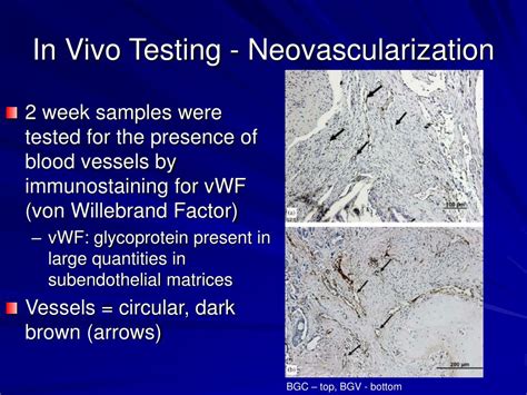 Ppt Tissue Engineering Example Combinatorial Effects Of
