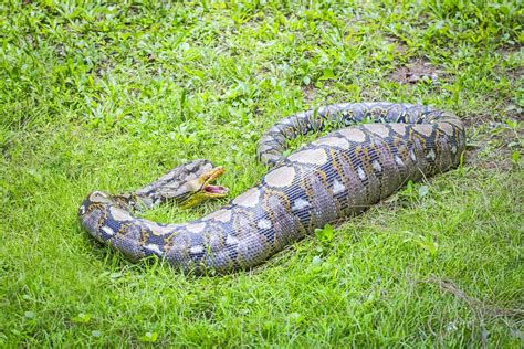 Inside The Python Digestive System That Can Melt Bones