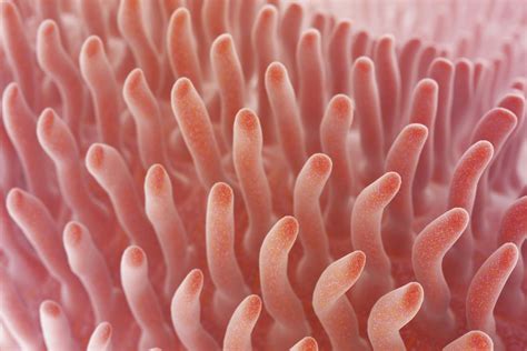 Inside Small Intestine Villi