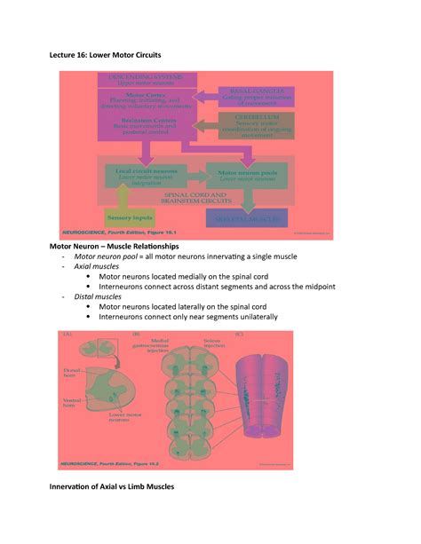Lecture Notes Lecture Lower Motor Circuits Motor Neuron Muscle Relationships Motor