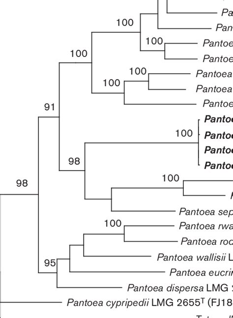 Maximum Likelihood Tree Based On Concatenated Sequences Of Four Genes