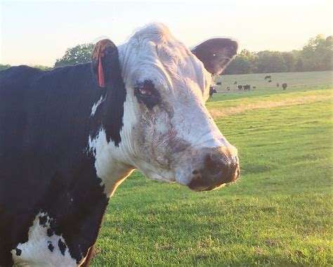 Using An Autogenous Vaccine For Pinkeye Panhandle Agriculture