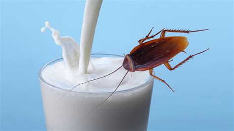 Cockroach Milk Will Be The Next Superfood According To Experts