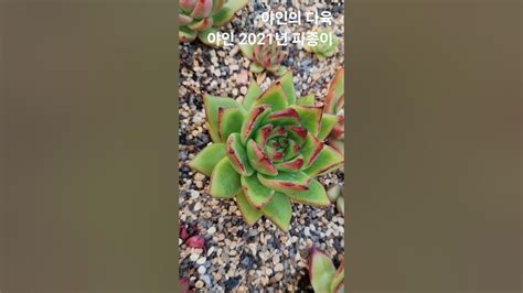 보석각이 아쉽지만 초록초록 싱그러운 파종이 실생 다육 다유기 다육이 다육식물 반려식물 다육판매 다육이판매 다육이키우기 다육인스타그램 매혹이 청주