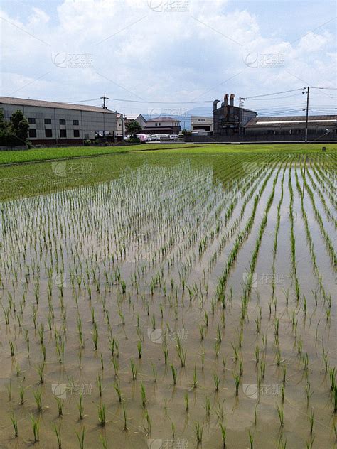 日本稻田
