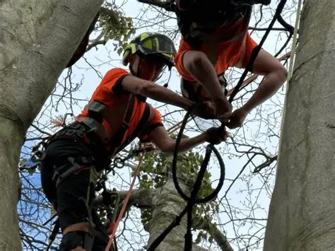 Tree Surgery Services Gloucestershire