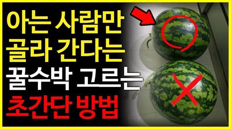 수박 고를 때 이제는 두드릴 필요 없습니다 그냥 이것만 확인 하세요 수박 보관시 섭취시 주의사항 수박 잘 고르는 법 Youtube