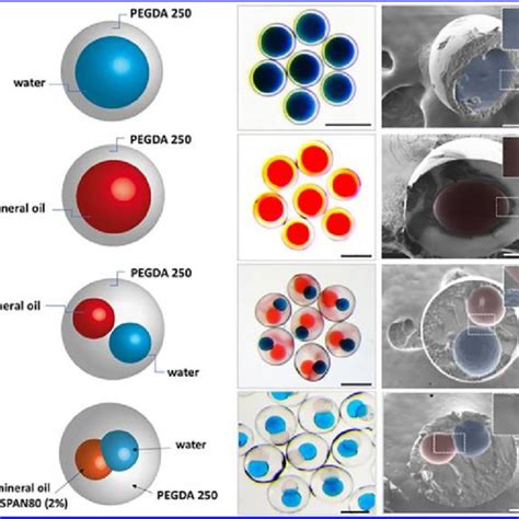 Fabrication Of Peg Microcapsules Using Wpegda 250pw Double Emulsion