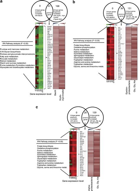 Microbiota Metabolite Transcriptome Correlation Correlation Heat Maps Download Scientific