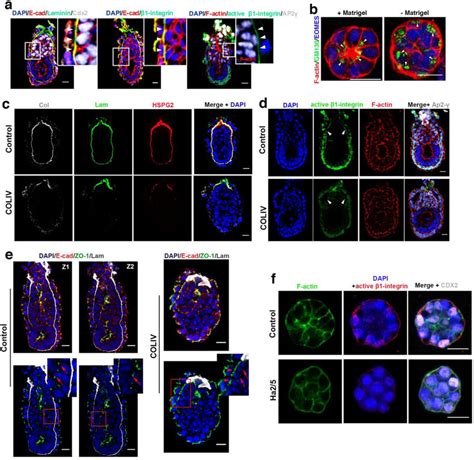 Ecm β1 Integrin During Extra Embryonic Ectoderm And Tscs Download Scientific Diagram
