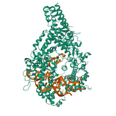 Rcsb Pdb 9fcv Cas Nuclease Crispr Crrna Ribonucleoprotein Rnp