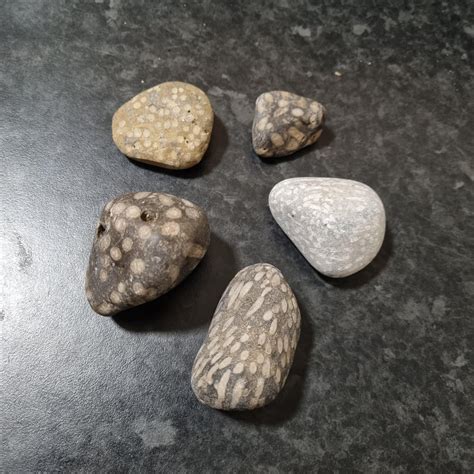 Coral Fossils I Think R Fossilhunting