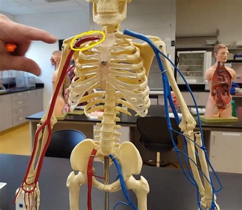 Bio 224 Lab 3 Flashcards Quizlet