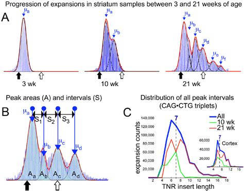 Periodic Expansions In Striatum And Cortex A Fragment Analysis Download Scientific Diagram