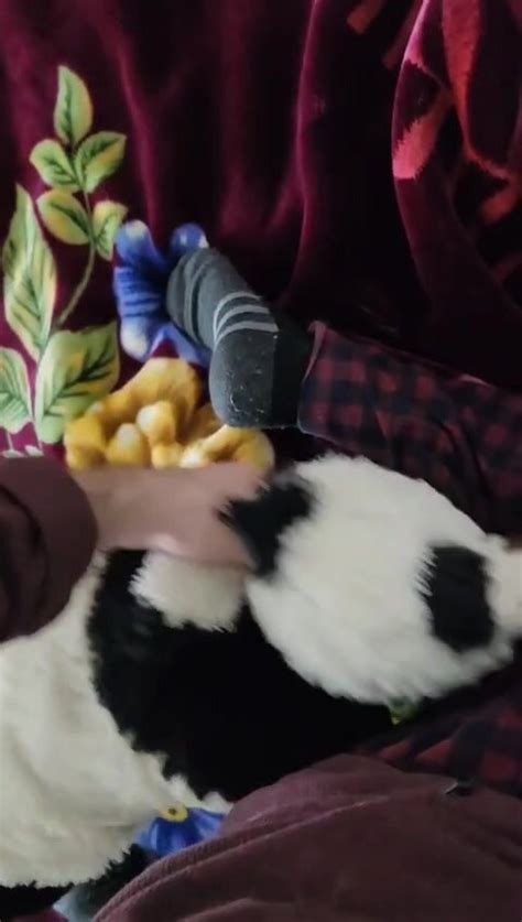 Farting On Pandas Face