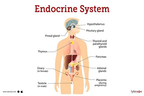 Endocrine System Human Anatomy Picture Functions Diseases And