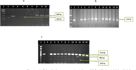 Figure 5 From Incidence And Virulence Factor Profiling Of Vibrio