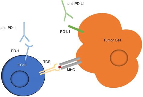 Checkpoint Inhibitors Targeting The Pd 1 And Pd L1 Interaction Between Download Scientific