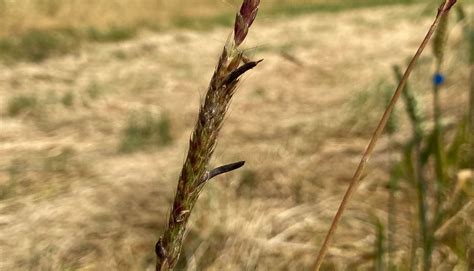 Ergot In Harvest 2024 Cereals A Pathologists Paradise A Supply Chain