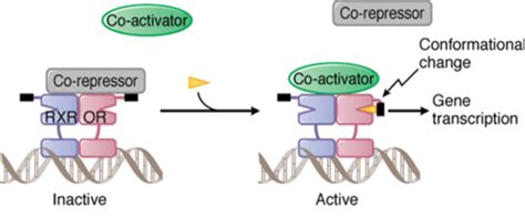 Week 3 Signal Transduction Nuclear Receptors Glucocorticoids Serms