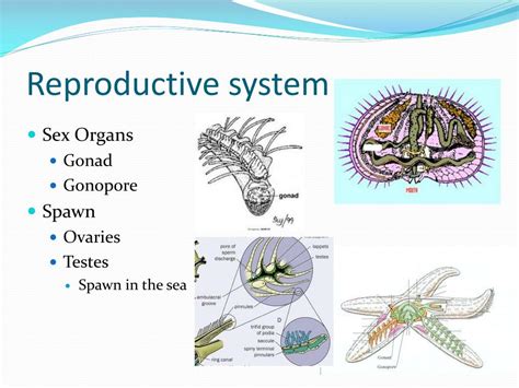 Ppt Echinoderms Powerpoint Presentation Free Download Id2018898