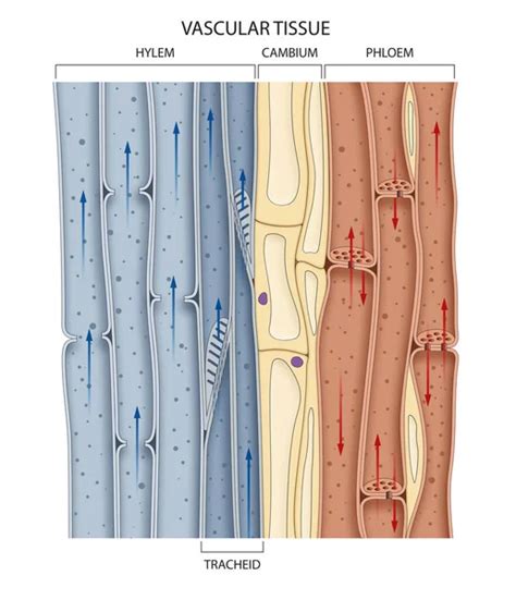 Phloem Tissue Under Microscope