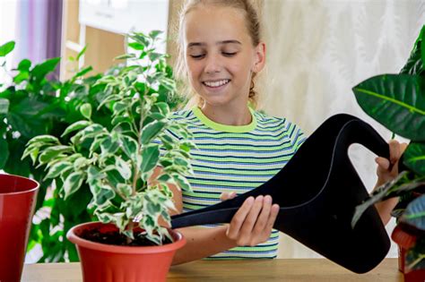 귀여운 소녀는 물 깡통에서 Ficus에 물을 뿌리는 어린이 정원사입니다 실내 식물에 대한 가정 원예 사랑과 보살핌 국내 식물의 심기 가족 취미 선택적 초점 10 11세에