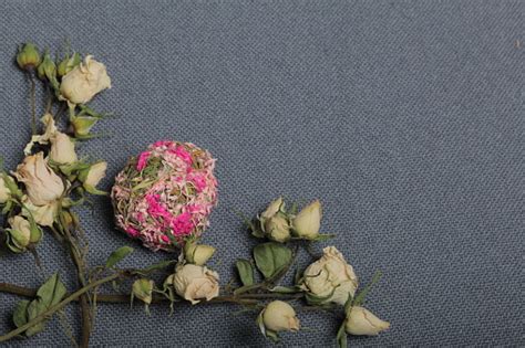 말린 베이지색 장미 회색 직물의 배경에 거친 질감 다른 색상의 말린 잔디의 장식 볼 옆에 건조한에 대한 스톡 사진 및 기타 이미지 Istock