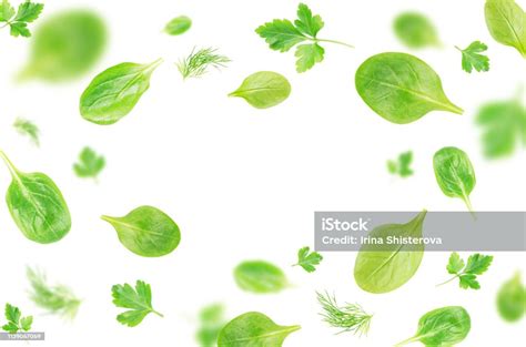 날고 있는 시금치 파 슬 리와 딜은 흰색 배경 이미지 위에 나뭇잎 날기에 대한 스톡 사진 및 기타 이미지 날기 양념류