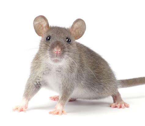 Rat For Sale Pet City Houston