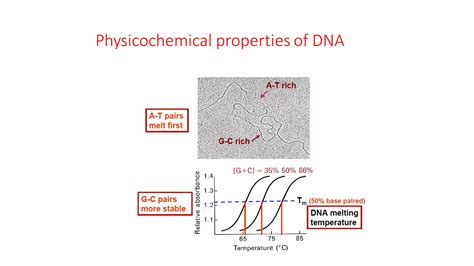 Molecular Biology Vet Biochem For Doctors Pdf