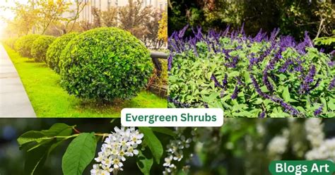 Best Evergreen Shrubs For North Texas Landscapes