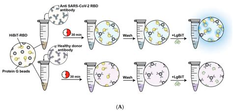 The Detection Of Antibodies Using The Hibit Rbd Serological Assay A Download Scientific
