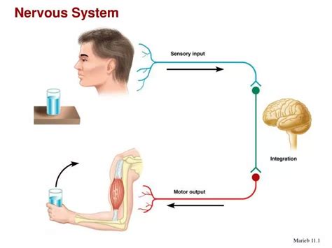 Ppt Nervous System Powerpoint Presentation Free Download Id 6005250