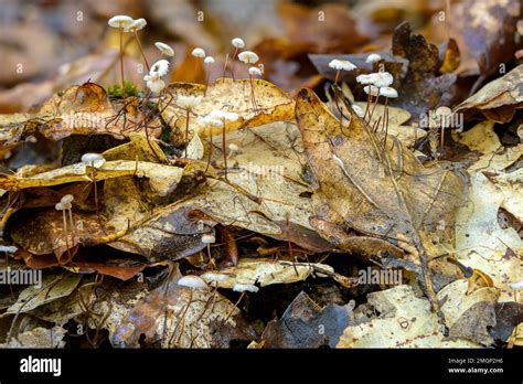 Saprophytic Fungi