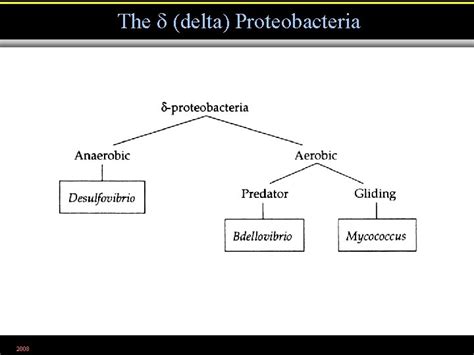 Microbiology Chapter 11 The Prokaryotes Domains Bacteria And