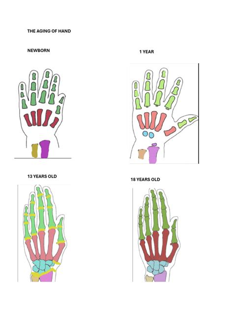 skeletal pdf