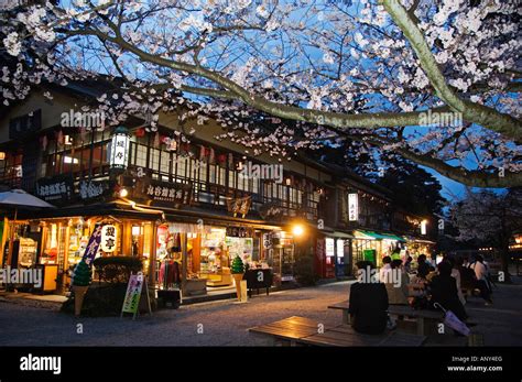 Japan Honshu Island Ishikawa Prefecture Kanazawa City Cherry