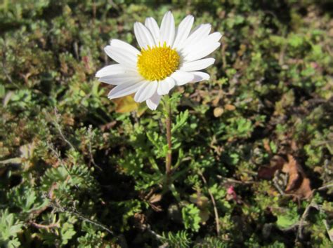 Chrysanthemum Zawadskii