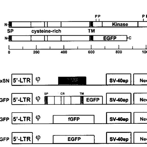 Schematic Diagram Of The Expression Cassette Of A Egfr T Egfp Fusion Download Scientific