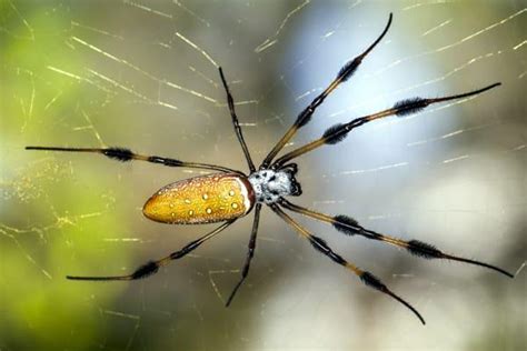Can Banana Spiders Bite You Brazilian Wandering Spiders Bites