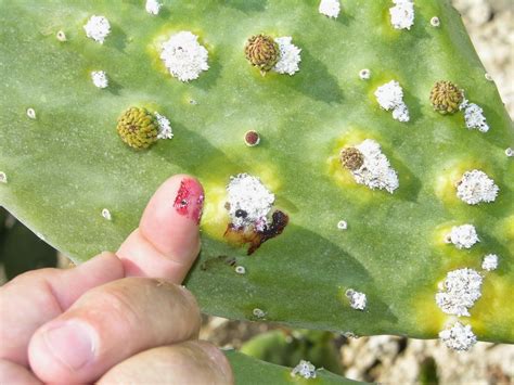 What Are Cochineal Insects Cochineal Insects On Cactus Leaf Stock