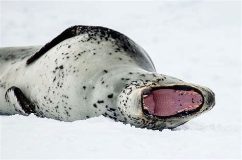 10 Facts About Leopard Seals Less Known Facts