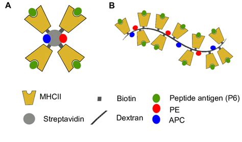 1 Schematic Of Mhc Ii Multimers A Tetramer B Dextramer Pe
