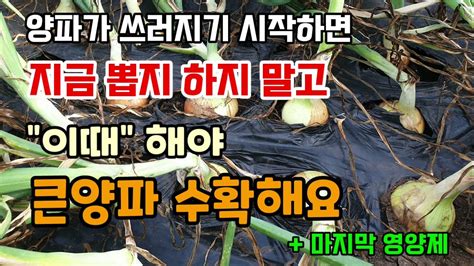 양파가 쓰러지기 시작하면 지금뽑지말고 이때 뽑아야 큰양파수확합니다 양파수확시기 Youtube