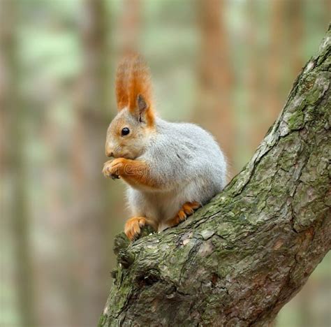 Squirrel Sciurus Stock Image Image Of Animal Downy 4028469