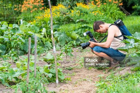 정원에서 젊은 남자 사진 촬영 우크라이나의 녹색 여름에 식물의 사진 사진을 찍고 오이 야채 토마토 과수원 러시아 다차 또는 농장 계절에 대한 스톡 사진 및 기타 이미지