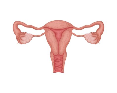 인간 생식 이미지