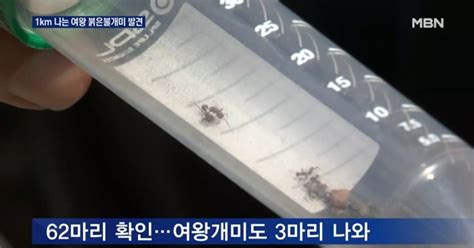 인천항서 맹독 붉은불개미 62마리 발견 1km 나는 여왕개미 나와 비상